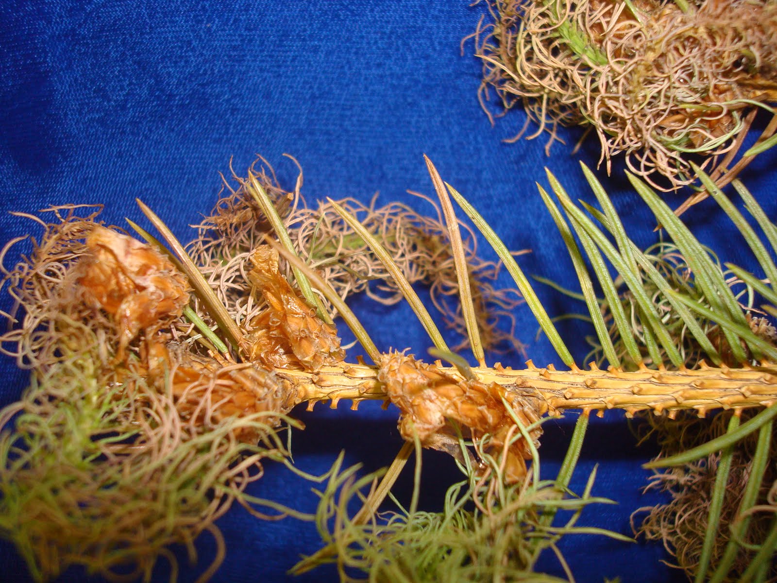 University of Illinois Plant Clinic: Spruce and Pine damage- {Herbicide ...