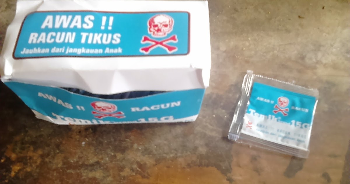 RACUN TIKUS (RODENTISTDA)
