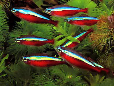 Peixes de aquario