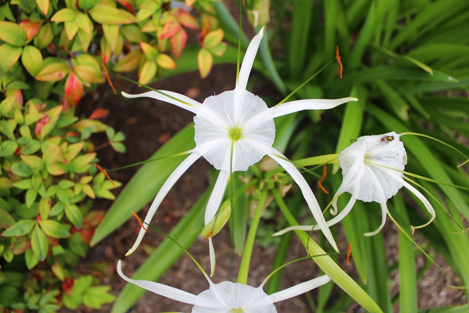 Florez Nursery: Hymenocallis littoralis