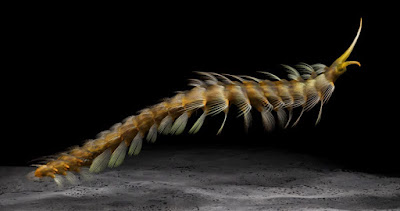 The Echinoblog: Five Things you Probably Didn't Know about Polychaetes ...