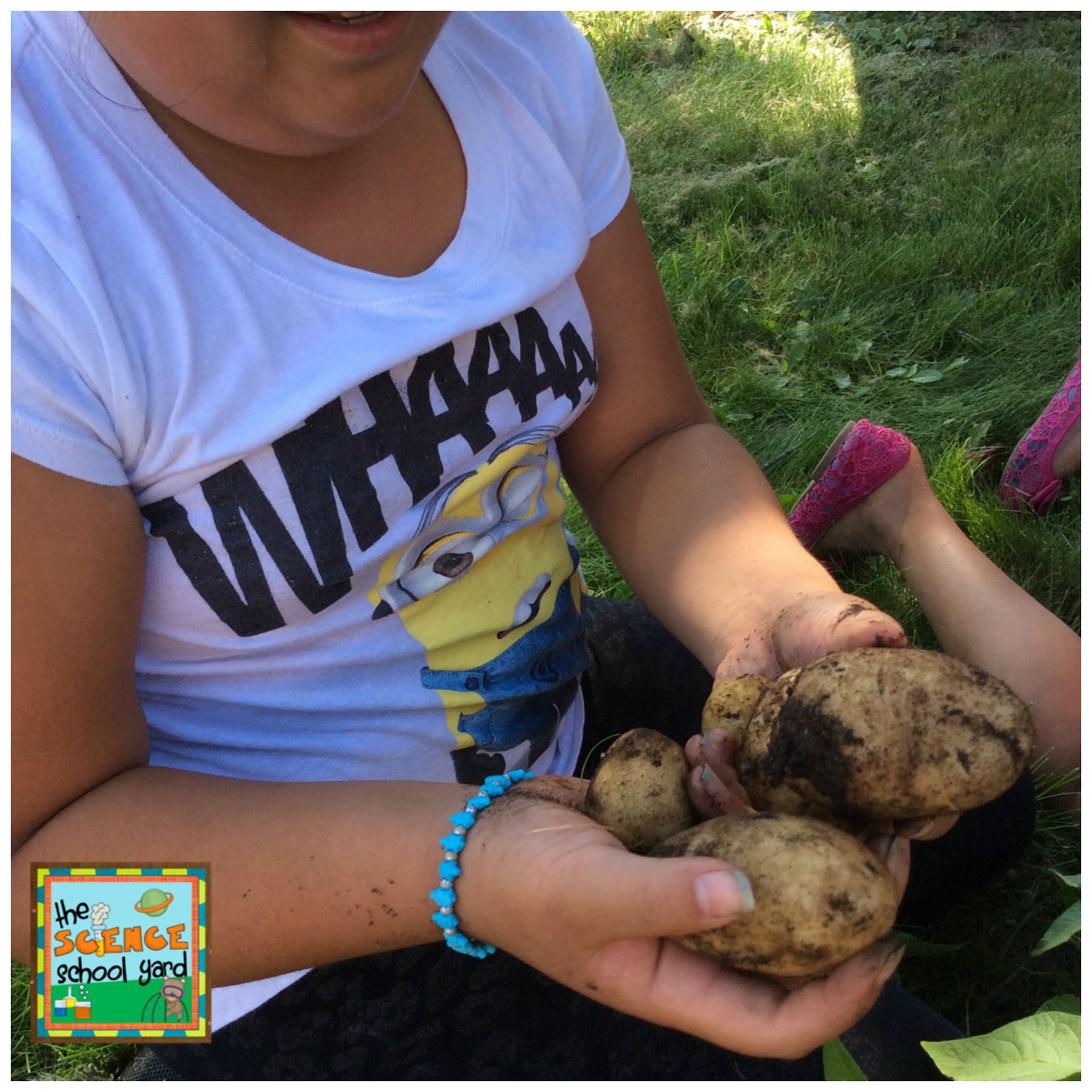 Digging For Gold In Science - The Science School Yard