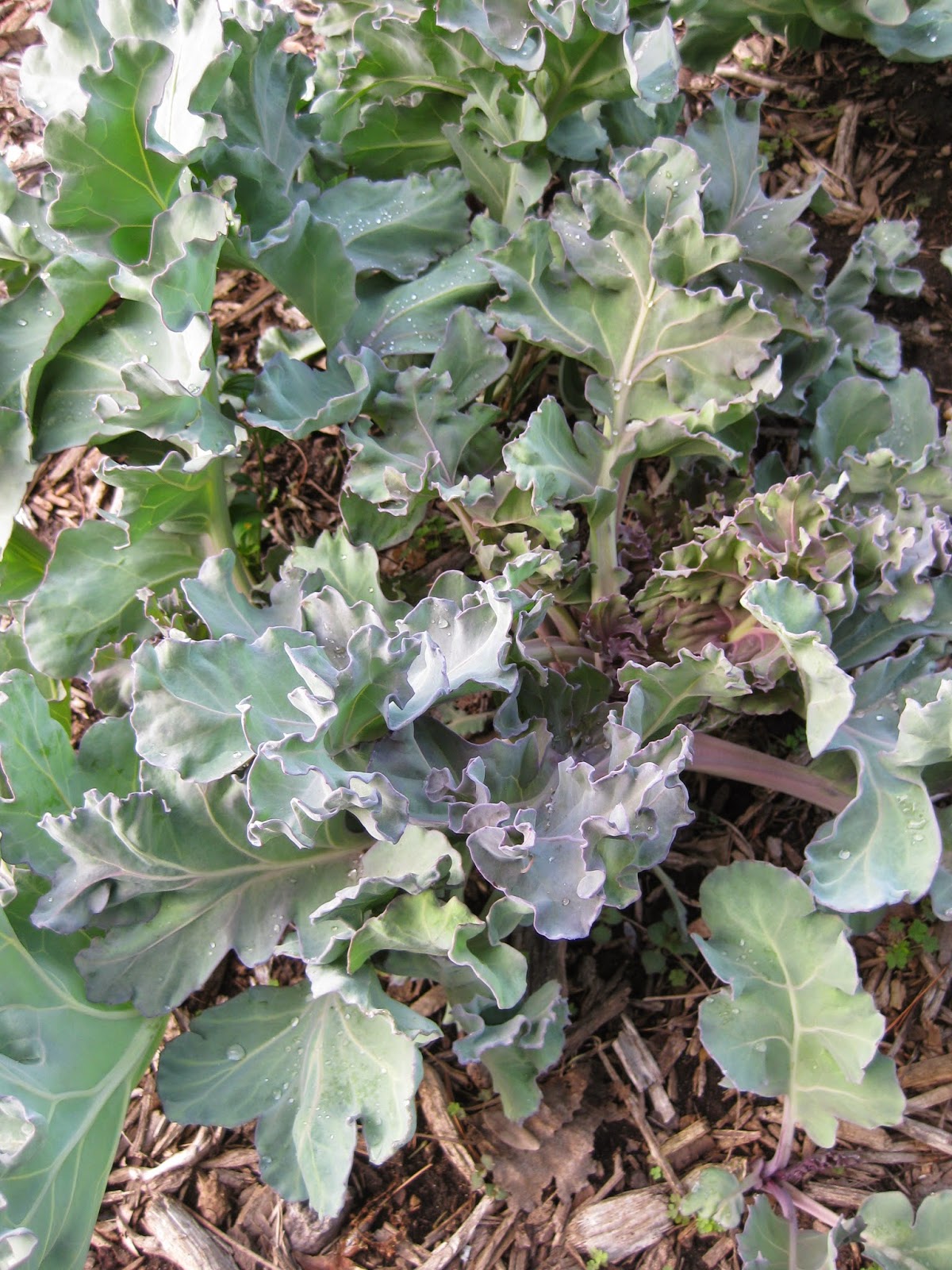 Rotary Botanical Gardens - Hort Blog: Sea Kale - Beautiful & Yummy