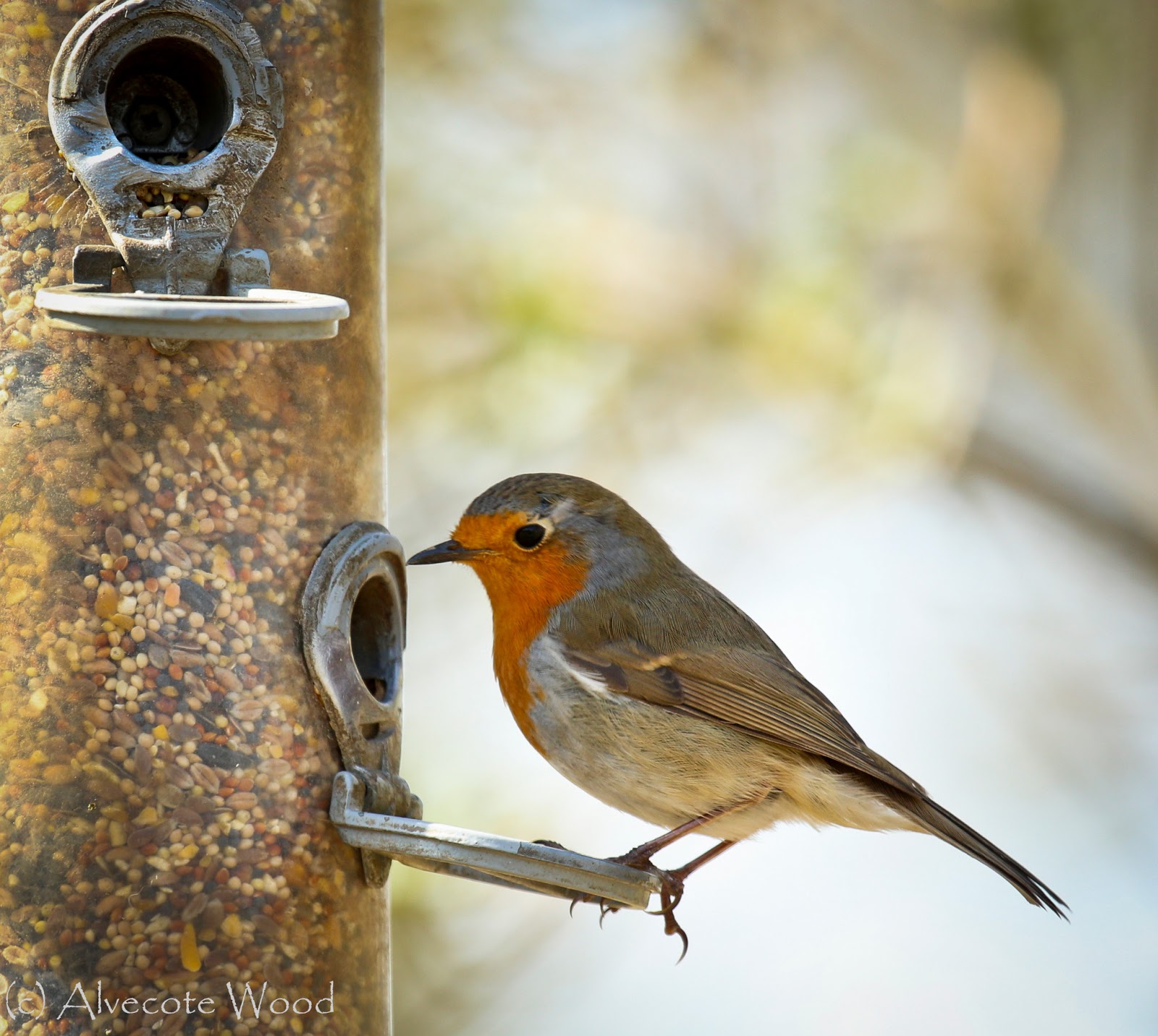 Bird Photography using a Chair Hide – Alvecote Wood