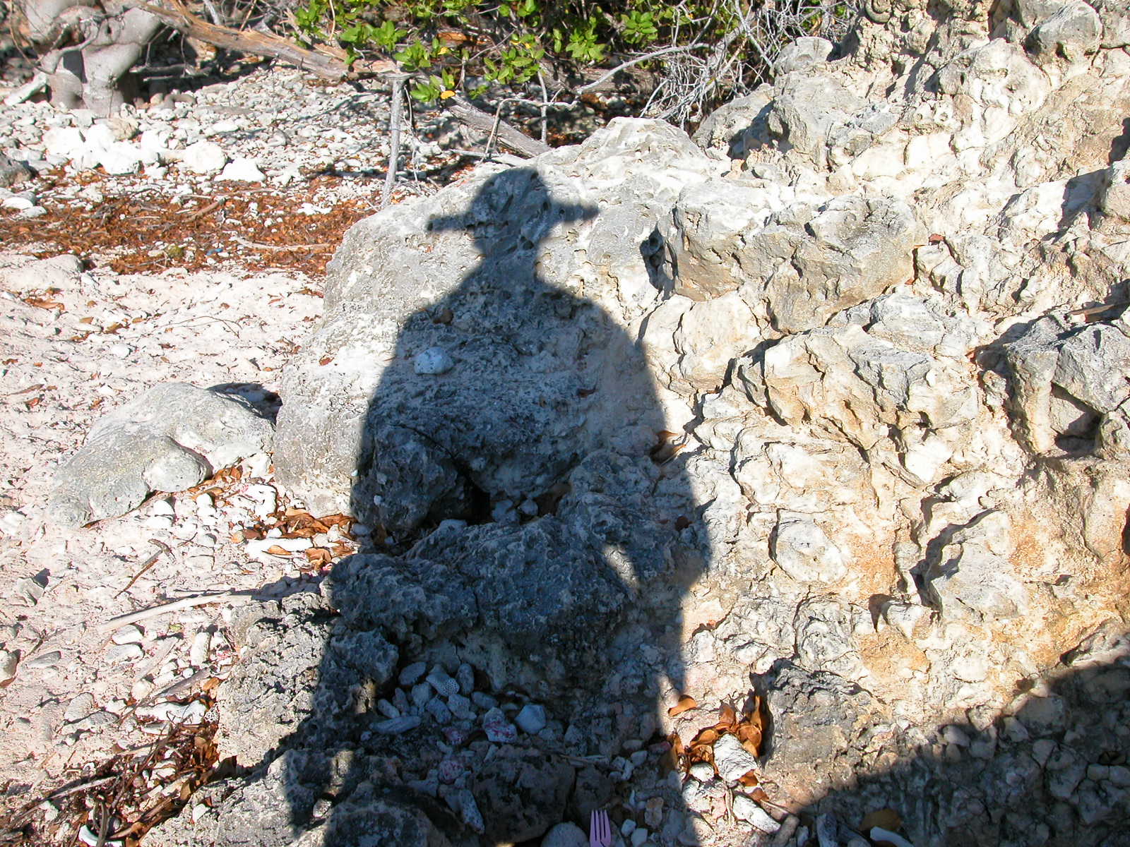 The Vampirologist: Shadow Beings and Shapeshifting