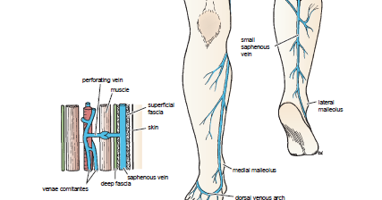 Human Medecine: Great Saphenous Vein Cutdown-The Great Saphenous Vein ...