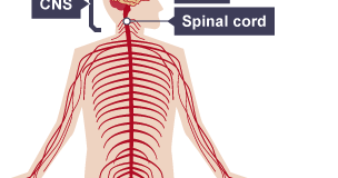 IGCSE Biology Notes: 2.84: Understand that the Central Nervous System ...