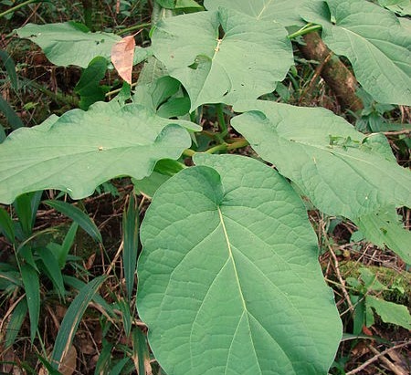 El cuexcomate: Huevos con acuyo, tlanepa o hierba santa… ¿Te atreves a ...