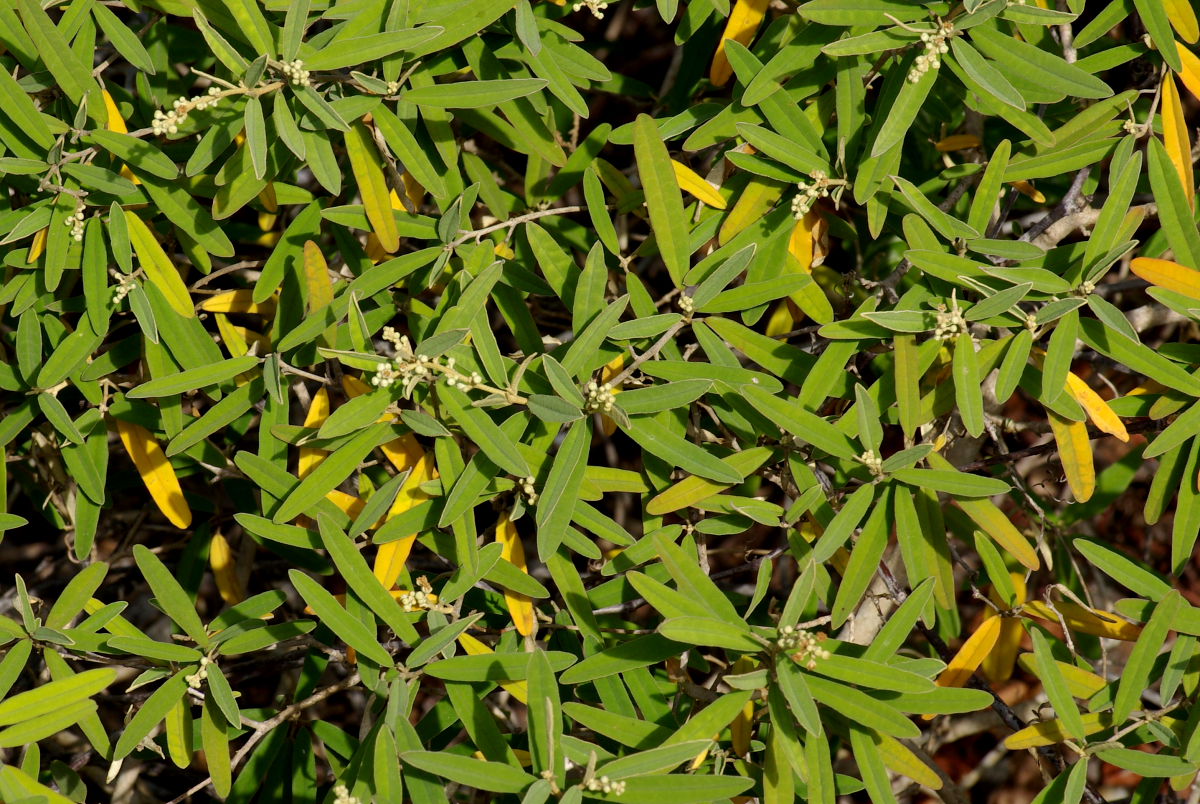 Rufino Osorio: Croton linearis – Pineland Croton