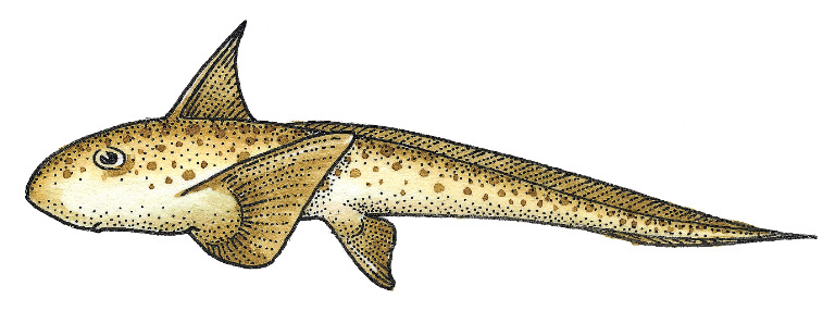 Los animales en la prehistoria: Animales prehistóricos con la letra E