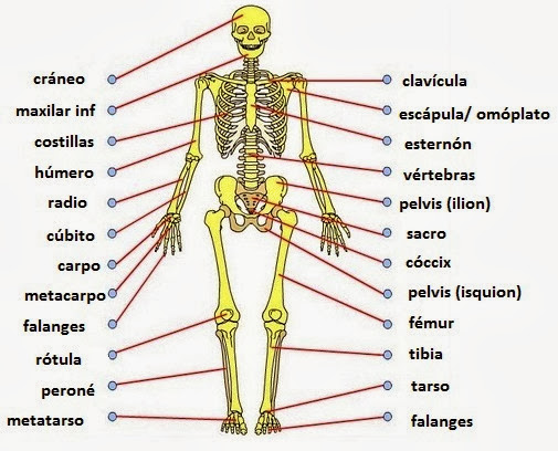 ANATOMIA HUMANA "LOS HUESOS DEL CUERPO HUMANO"