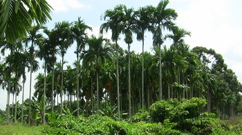 Jual Pohon Pinang | Jasa Pembuatan Taman dan Kolam Daerah Jakarta Bogor ...