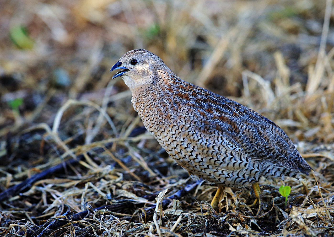 tyto tony: Some quail being alone, others don't flinch