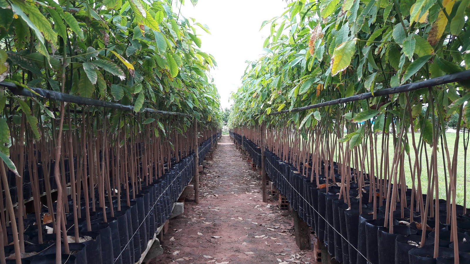 Brazilian researchers seek to revolutionize the production of rubber trees