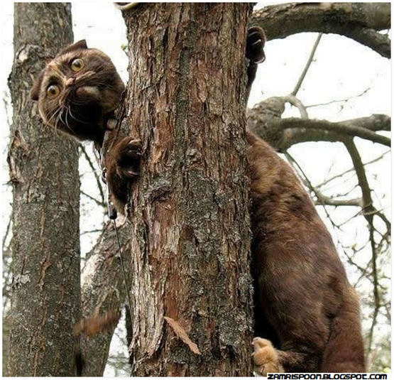 Foto Bila Kucing Buat Lawak ( Lucu Siot) ~ zamrispoon