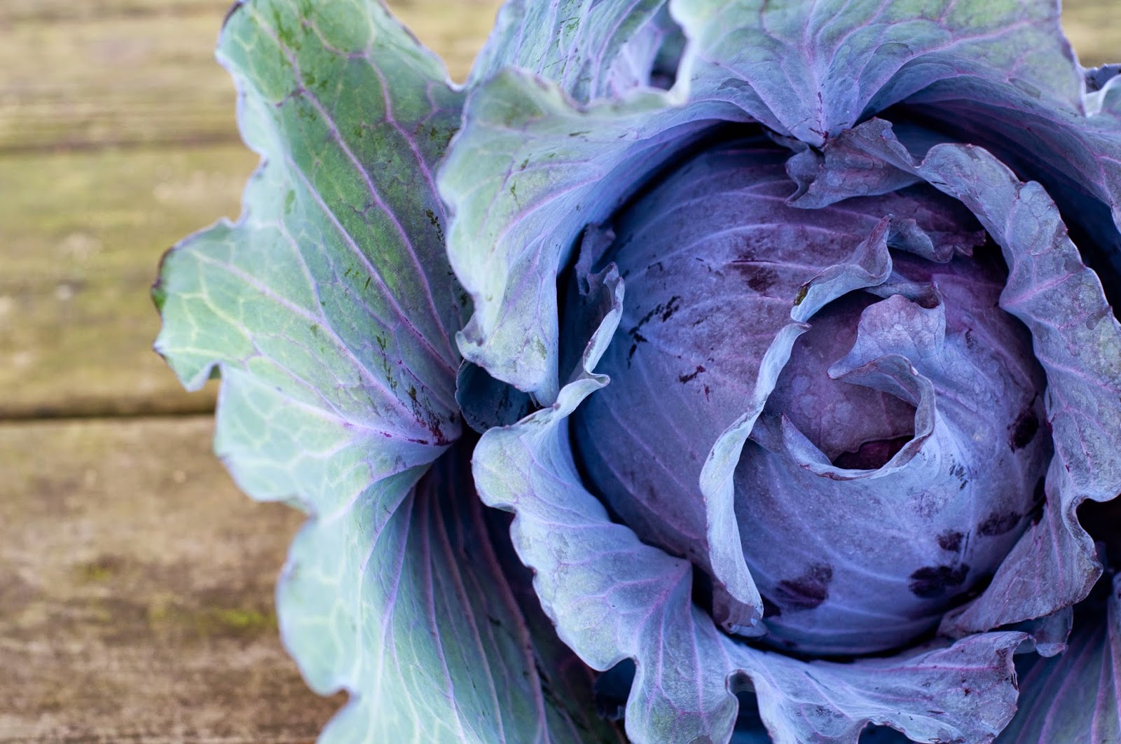 Robson's Farm: Fresh Cabbage Spring Rolls