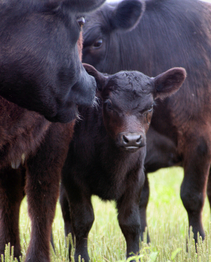 Oregon Berkshire Pigs: Heritage Lowline Angus Beef