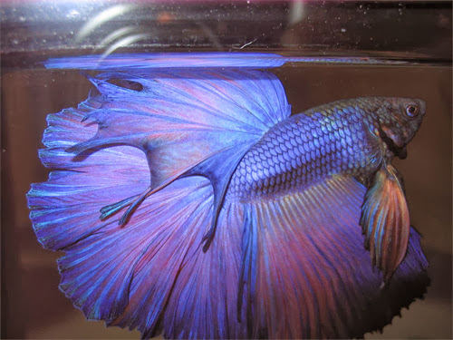 Betta Splendens: Les plus belles photos de Bettas: Octobre 2013