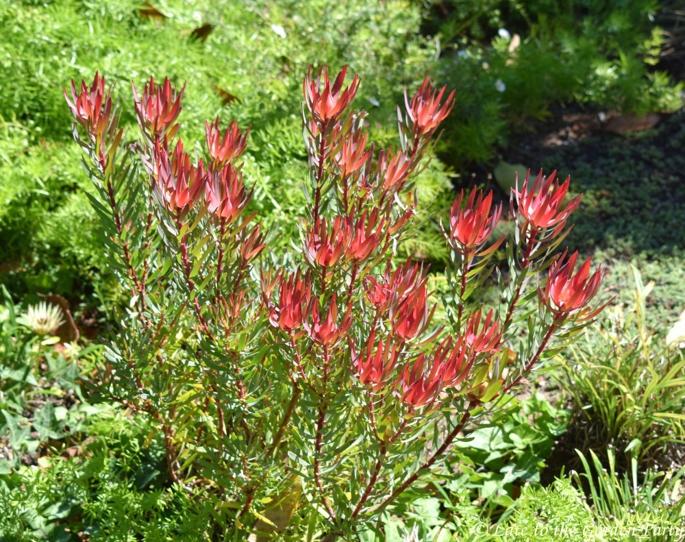 Late to the Garden Party: My Leucadendron Collection