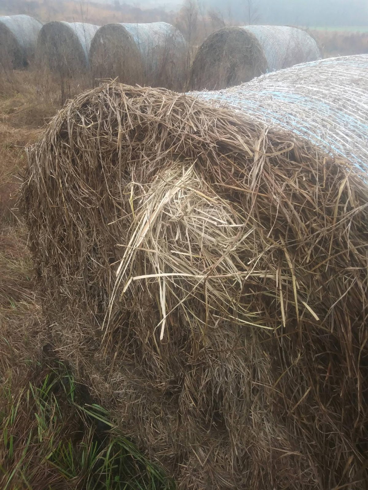 White House Farms: Argentina Bahia Grass Hay