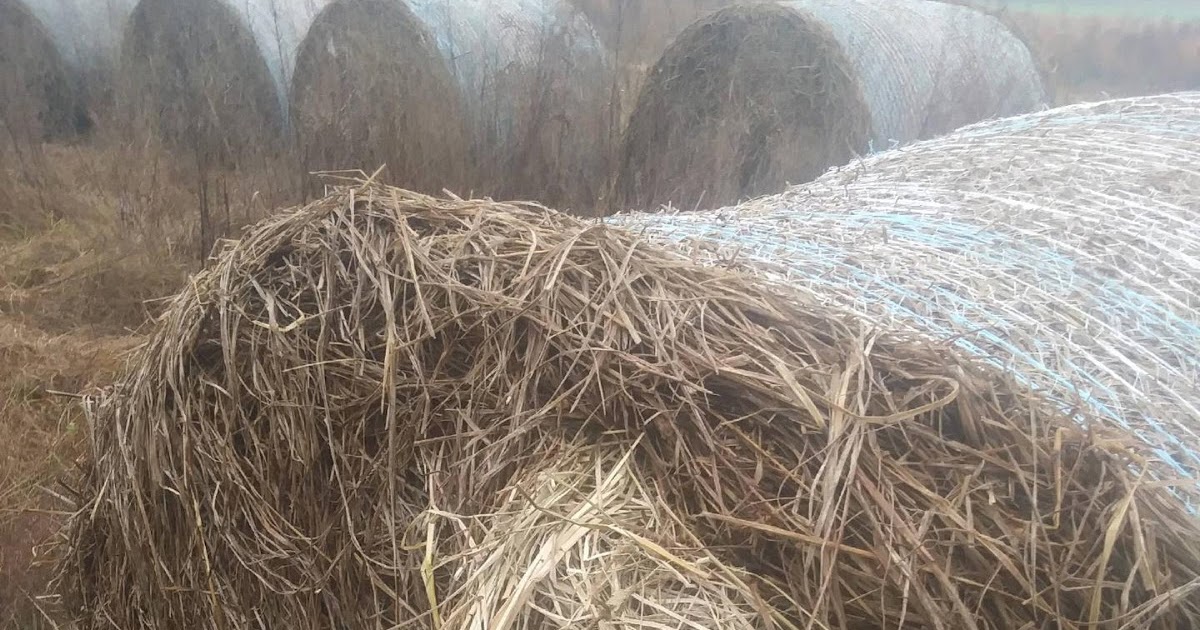 White House Farms: Argentina Bahia Grass Hay