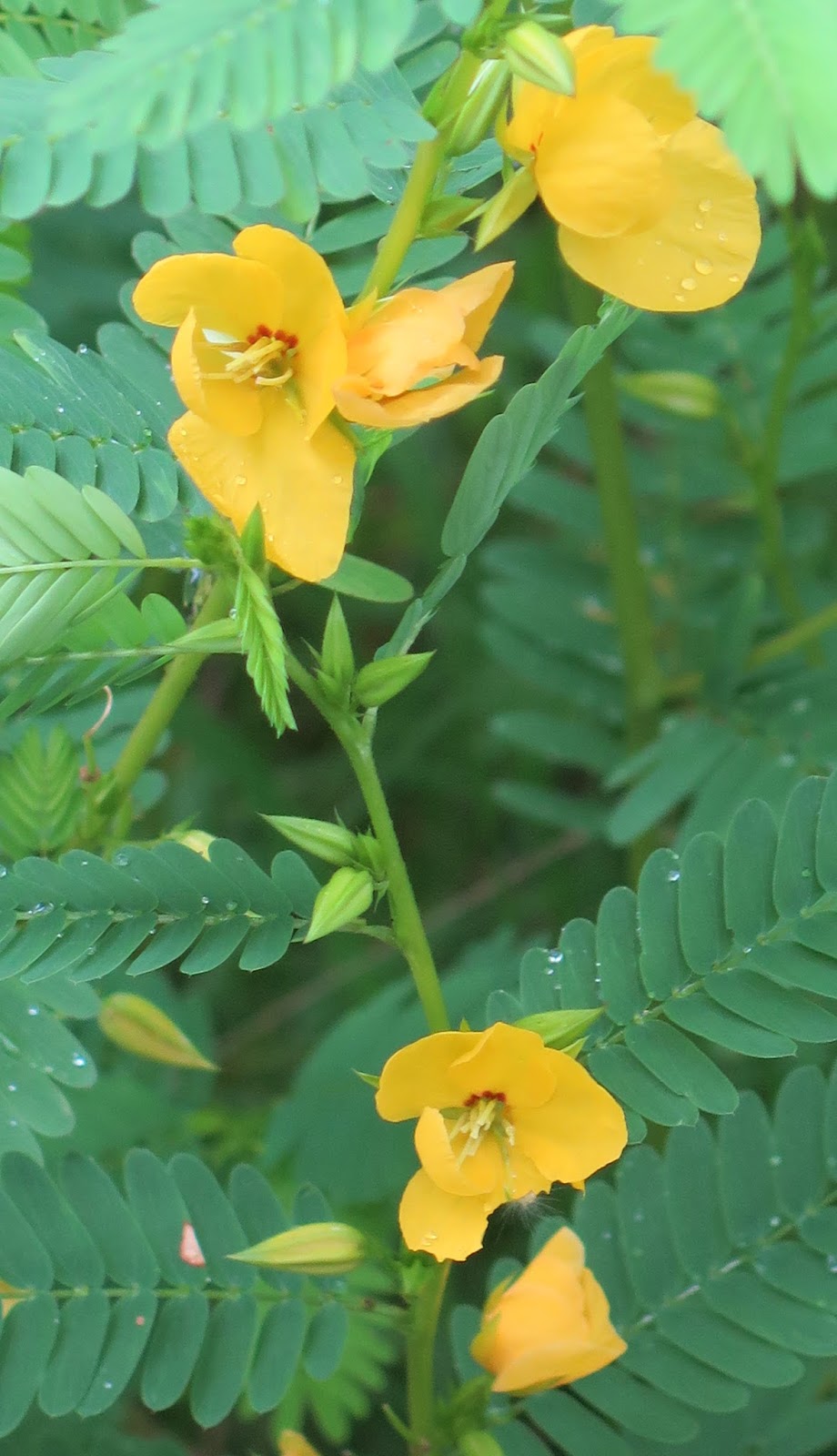 Dummerston Sightings: 8-5 Partridge Pea