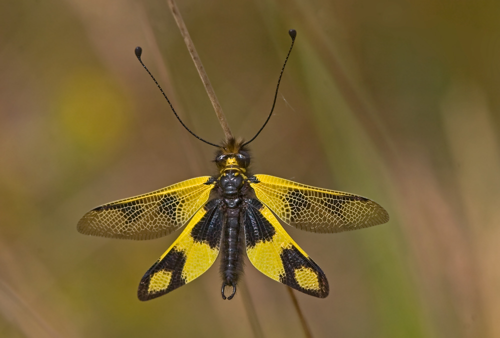 October 2012 - Insects Morphology