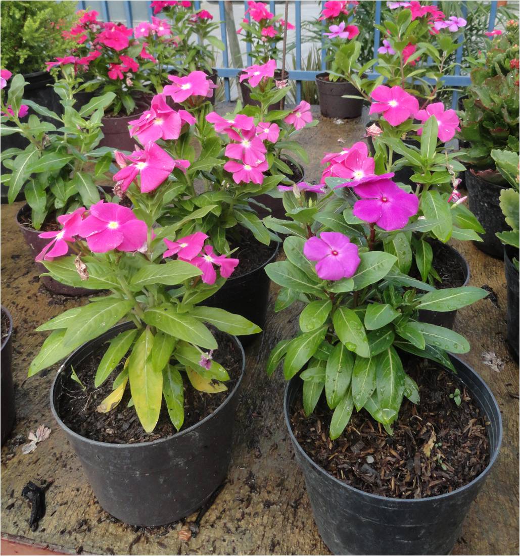 La Doctora De Las Plantas: Ideas de plantas que puedo usar para diseño ...