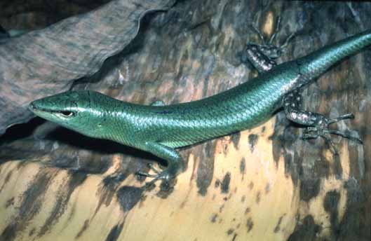 Green Bloods! ~ Talented Jobless