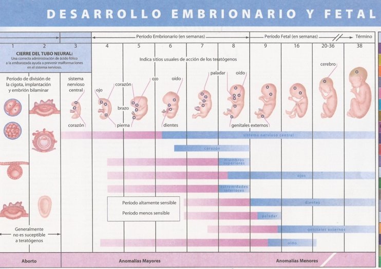 OBSTETRICIA: DESARROLLO EMBRIONARIO