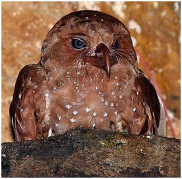 En la Jugada Maceo: Guácharo