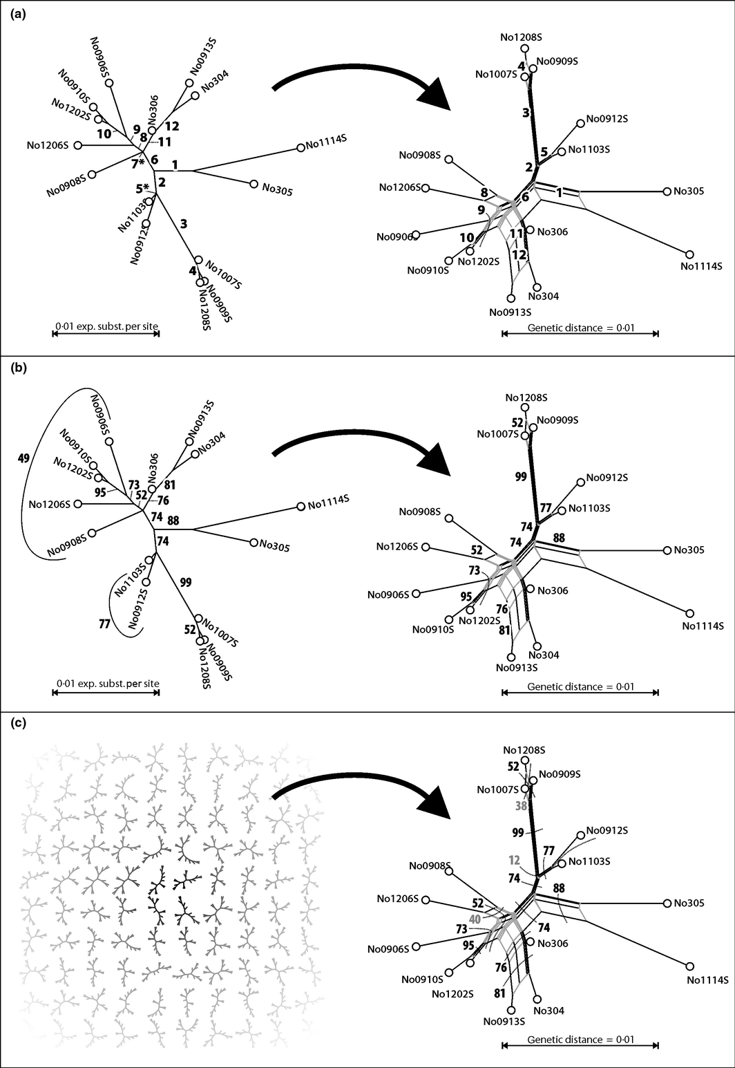 The Genealogical World of Phylogenetic Networks: Connecting tree and ...