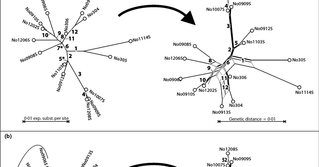 The Genealogical World of Phylogenetic Networks: Connecting tree and ...