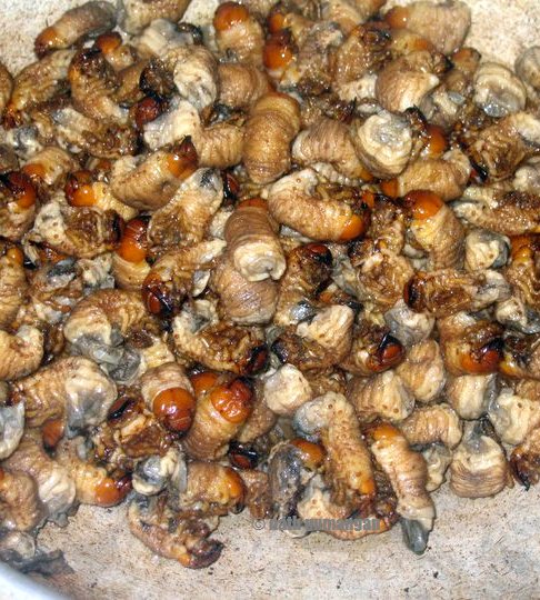 fried abaleng/abalin, abal-abal/sibbaweng beetle grub/larvae ~ PINAKBET ...