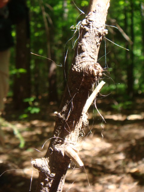 Nature in a Nutshell: Back to bloggin'...for now.