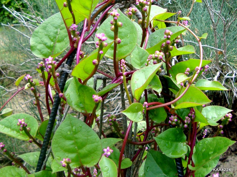 Seminte si plante de gradina hobby: Spanac Malabar-Basella rubra