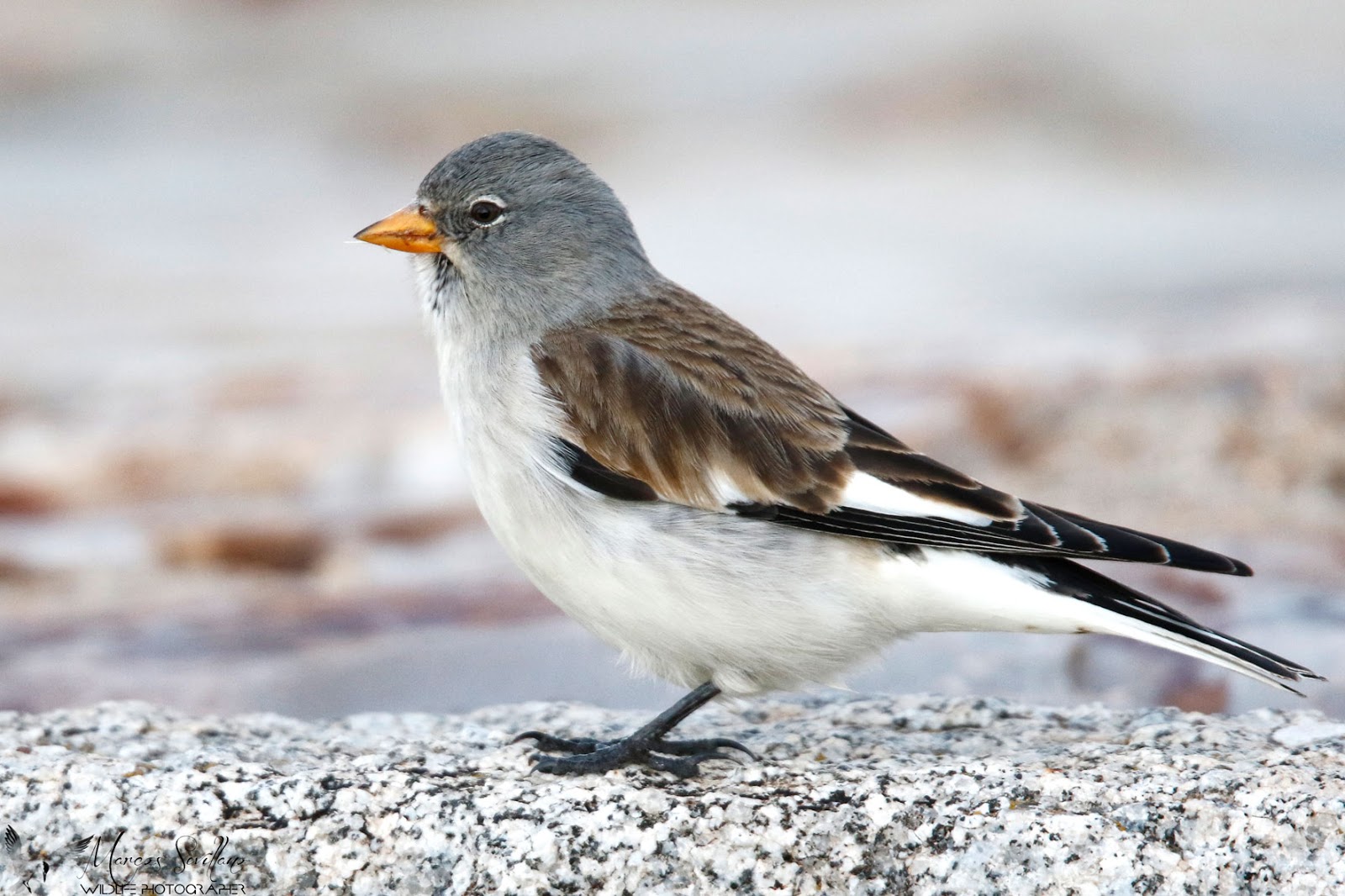 BIRDING IN SPAIN'S WILD WEST: March 2018