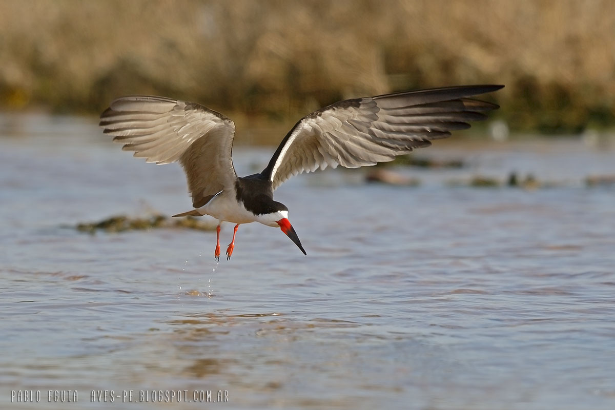 mis fotos de aves: Rynchops niger Rayador Black Skimmer