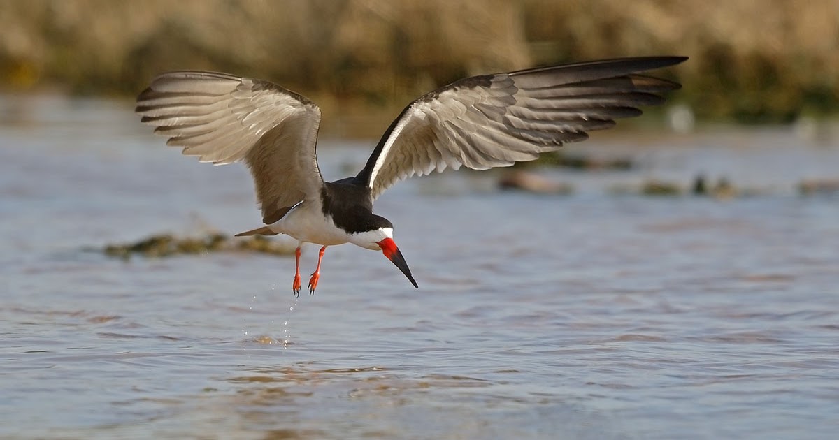 mis fotos de aves: Rynchops niger Rayador Black Skimmer