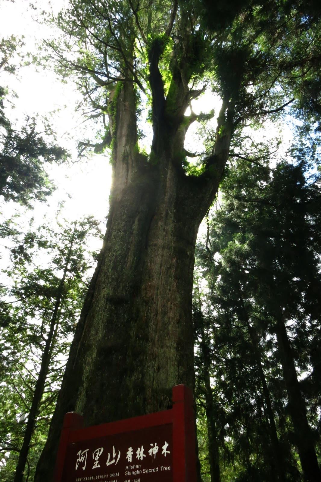 Taiwan: Alishan Forest Recreation Area - Ruili (阿里山国家森林遊乐区 - 瑞里）