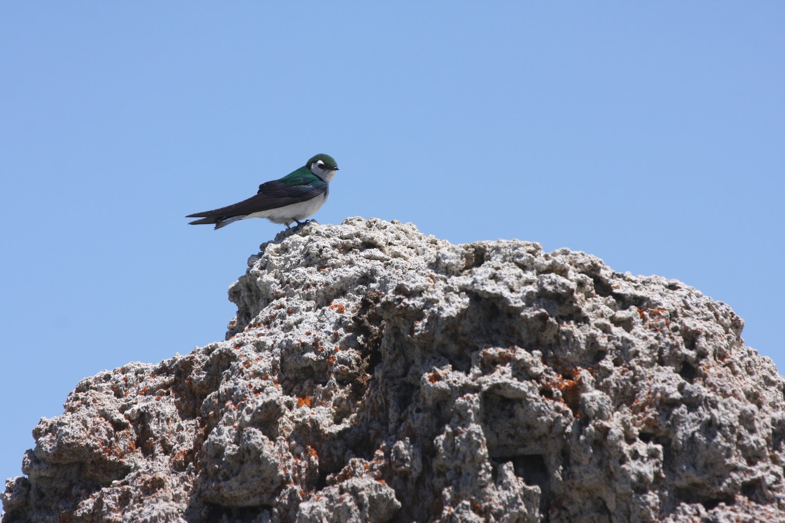 Such-n-Such Bird Blog: California Wanderings, Part 8: Mono Lake