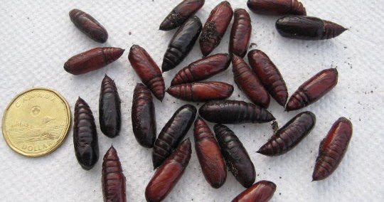 Gourmet by Sally Rae: Garden Pests ~ Climbing Cutworms