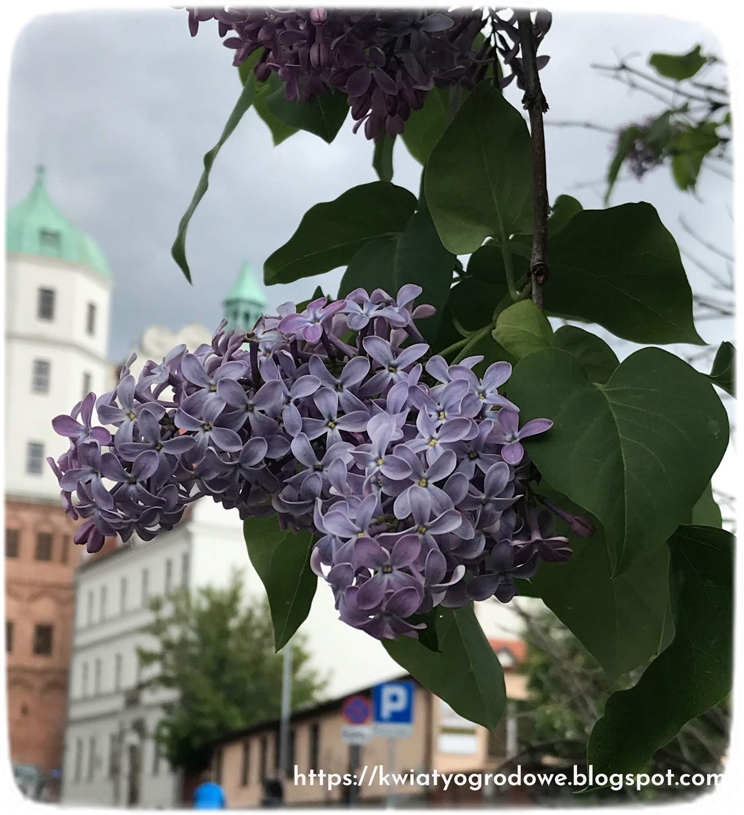Kwitnący bez na tle Zamku Książąt Pomorskich w Szczecinie