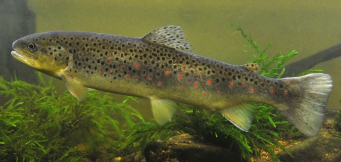 PESCARUL SINGURATIC: Pastravul