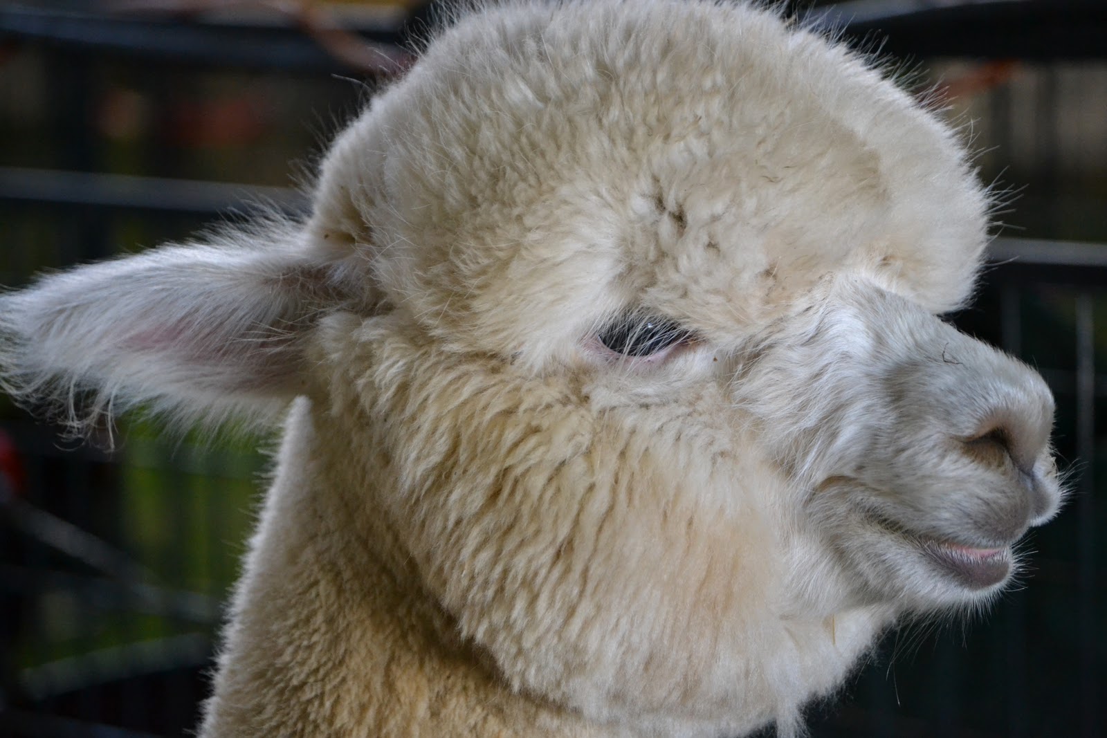 It's All About Purple: Alpaca Joy