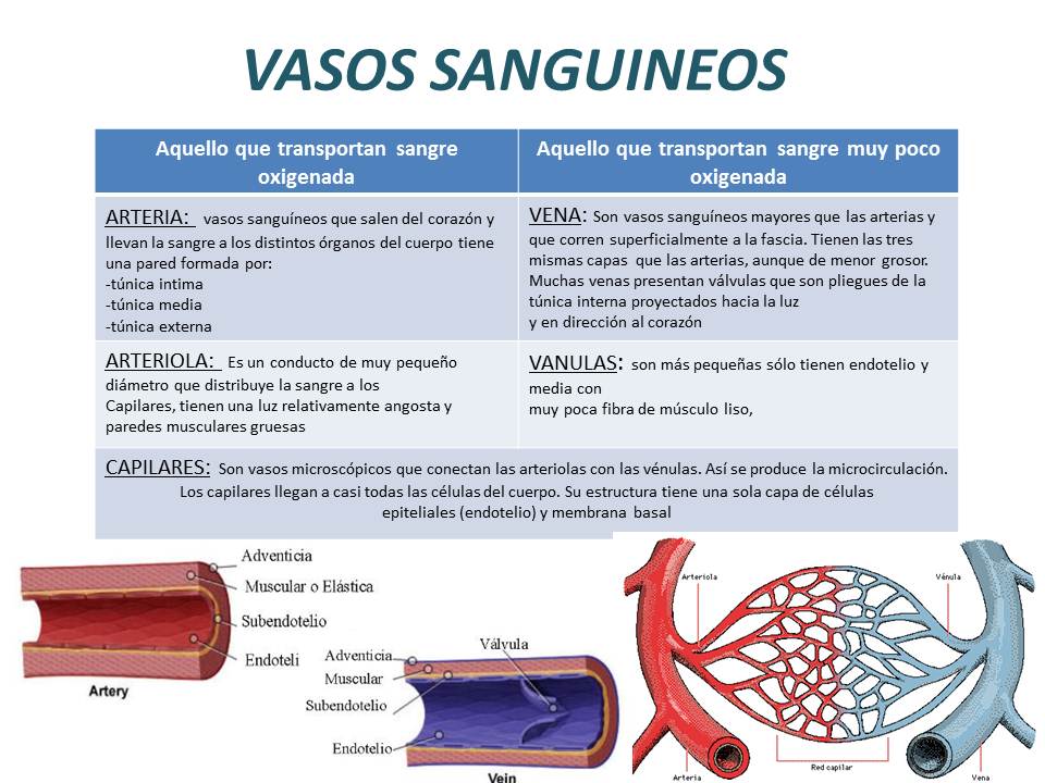 PASOS FIRMES: VASOS SANGUINEOS