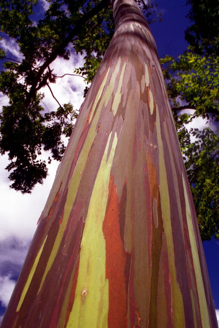 Pokok Pelangi : The Rainbow Eucalyptus | V12gether