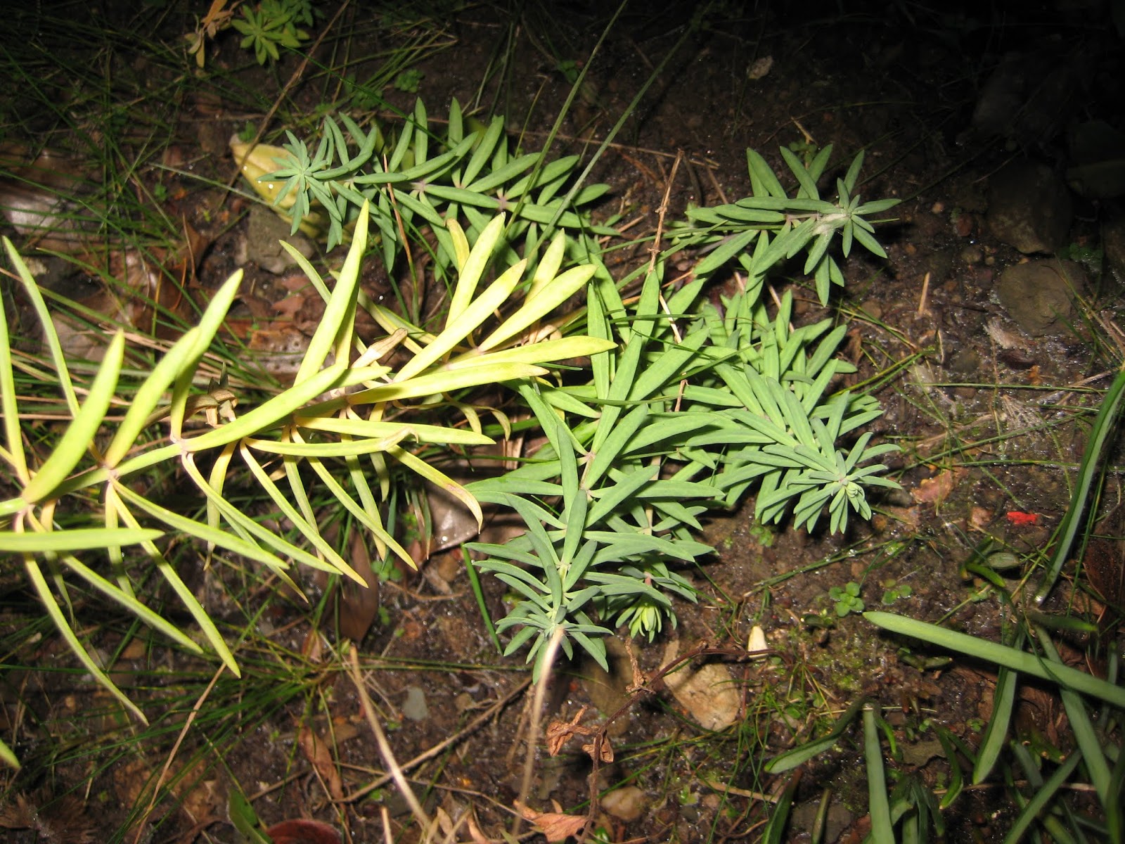 Mal's Edinburgh Allotment: A Week of Weeds - Toadflax