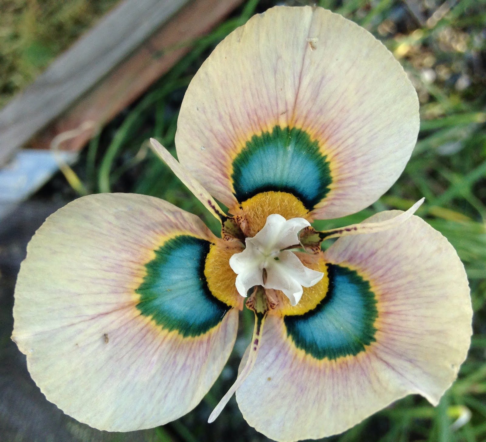 Growing Cool Plants: Moraea MM 14-153