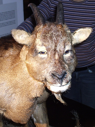 FOLKLORE DE LOS FÓSILES IBÉRICOS: febrero 2017